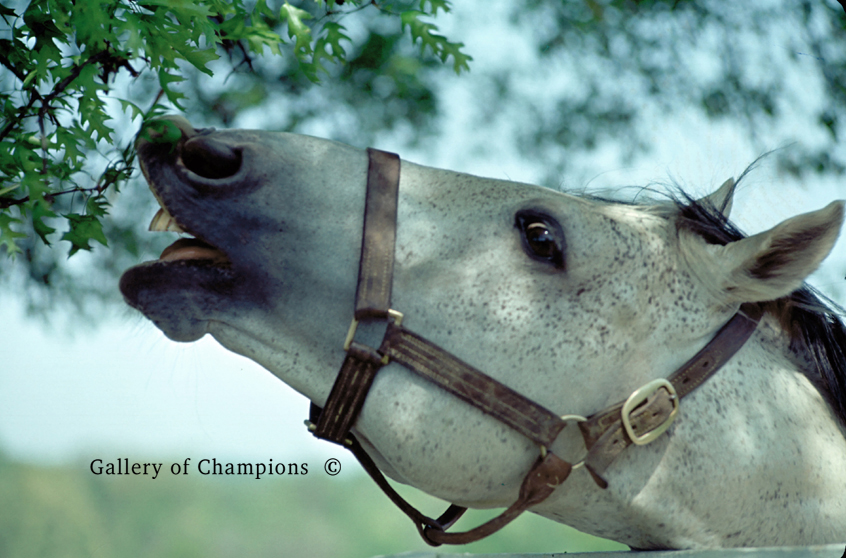 Photo of Thoroughbred Race Horse Native Dancer I