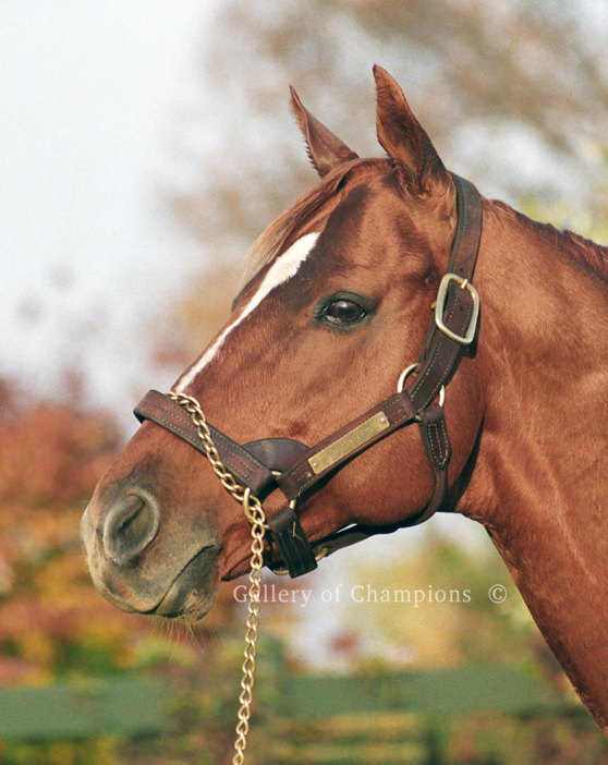 Picture of Race Horse Affirmed - Portrait