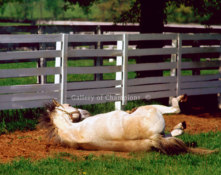 Picture of the Great Race Horse Native Dancer II