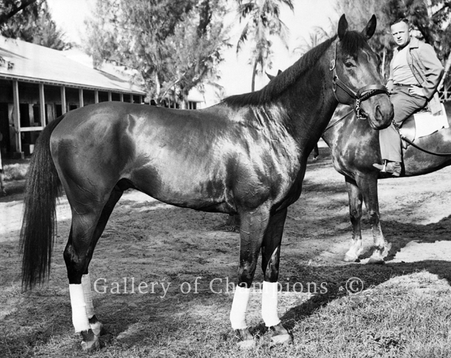 Race Horse Citation At Belmont Park Art Print