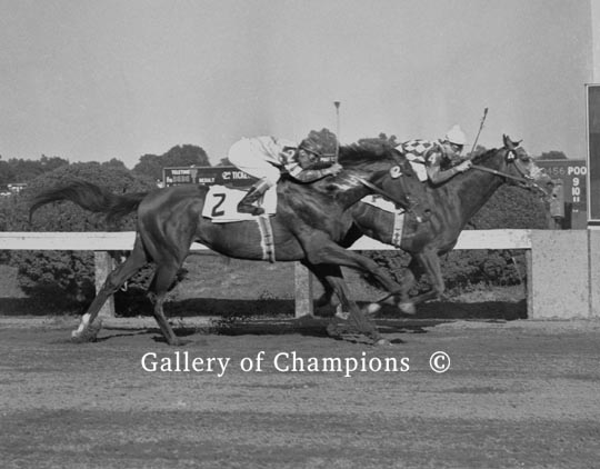 Race Horse Native Dancer in the 1953 Preakness Stakes