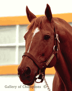 Secretariat Pictures - Secretariat Art Prints