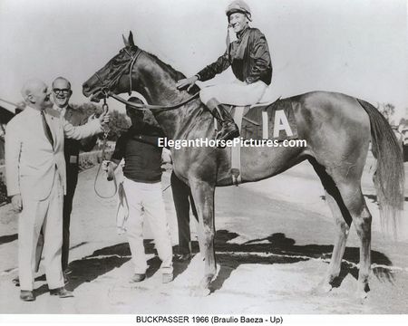 Racehorse Buckpasser Photo With Jockey Braulio Baeza