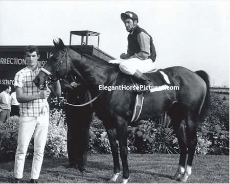 Racehorse Northern Dancer Photo - Winners Circle