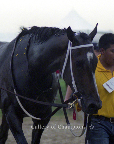 Rachel Alexandra - 2009 Preakness Stakes Walkup