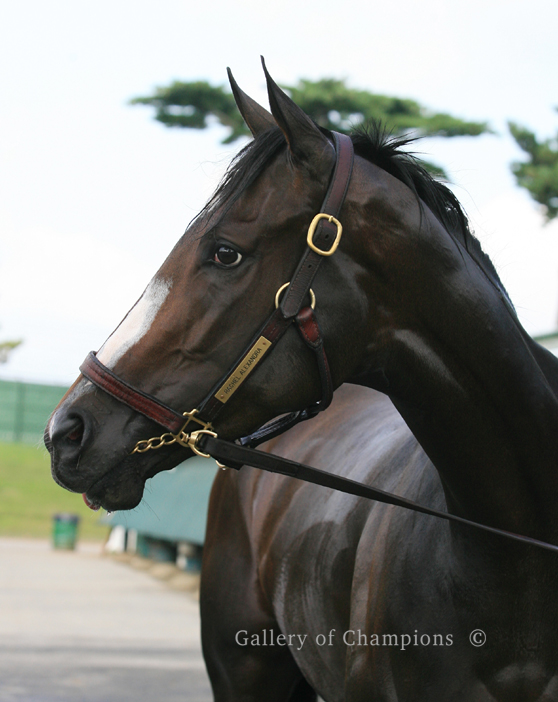 Rachel Alexandra Portrait #1
