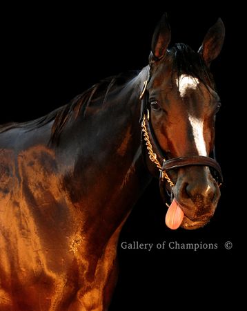 Rachel Alexandra Portrait #2