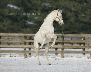 Horses Rearing And Bucking