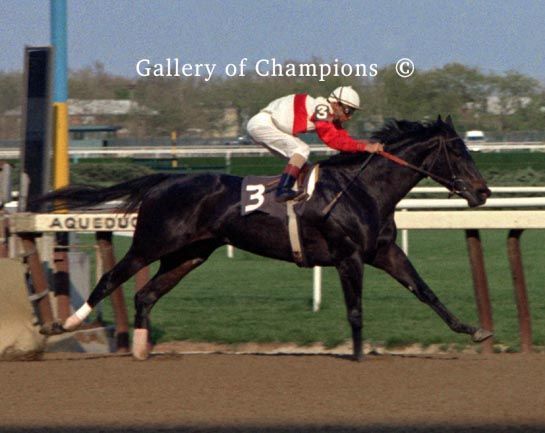 Ruffian Thoroughbred