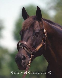Seattle Slew Pictures - Seattle Slew Art Prints