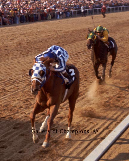 Secretariat In 1973 Preakness Defeating Sham - Framed & Unframed Photo