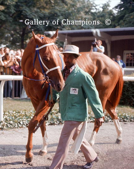Secretariat in the Belmont Stakes Paddock With Groom Eddie Sweat