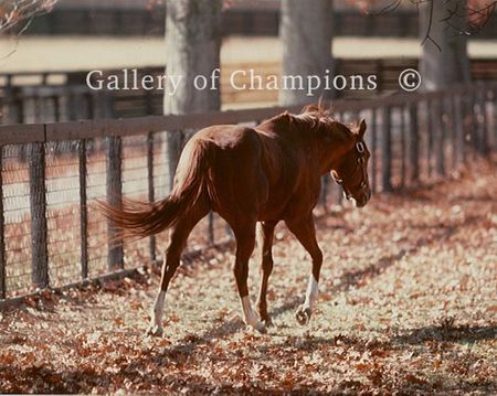 Secretariat - Claiborne Farm - Framed & Unframed Photos