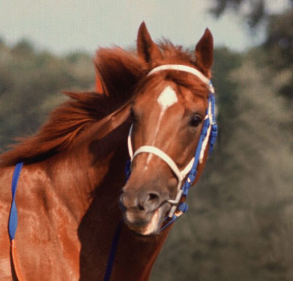 Secretariat, Profile in Greatness - Art Photo