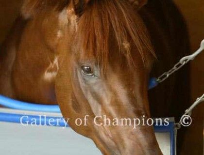 Smarty Jones Portrait - Thoroughbred Horse Photo