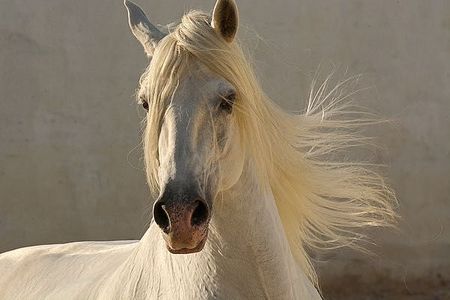 Tony Stromberg - Elegance - NEW! - Horse Print