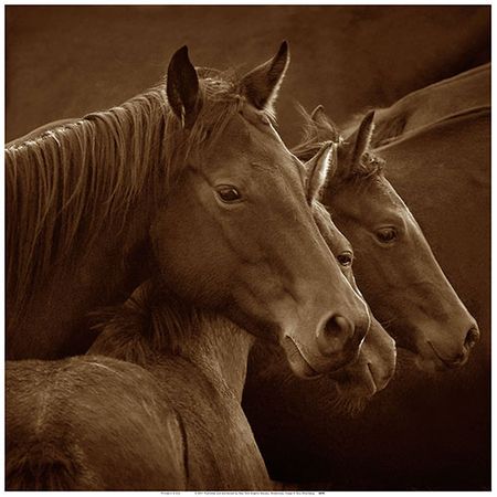 Tony Stromberg - Tenderness - Wild Horse Print