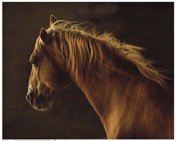Tony Stromberg - Wild Heart - Horse Print