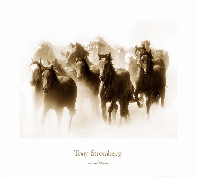 Tony Stromberg - Wind Storm - Wild Horse Print