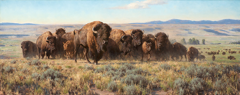 Tucker Smith - Return To The Prairie - Bison Canvas Print