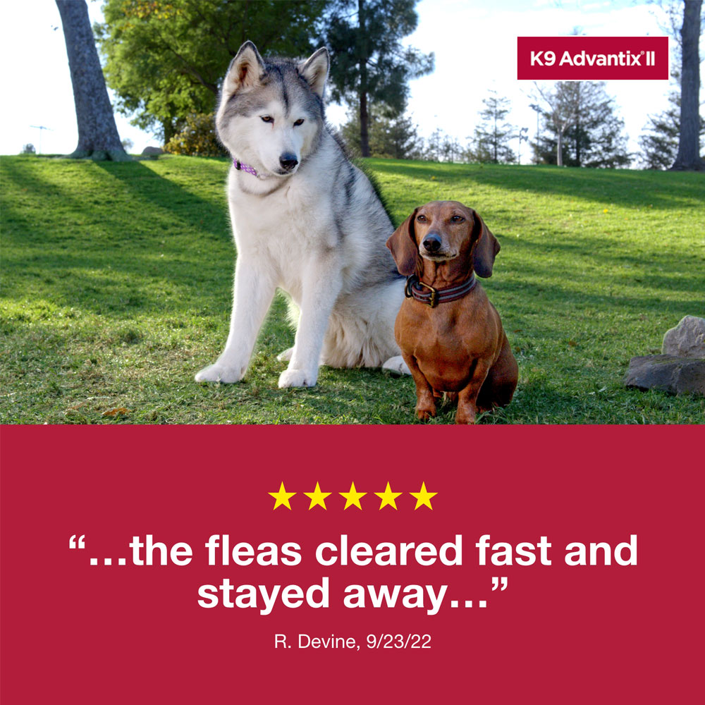 K9 Advantix II XL Dogs Over 55 lbs. | Vet-Recommended Flea, Tick ...