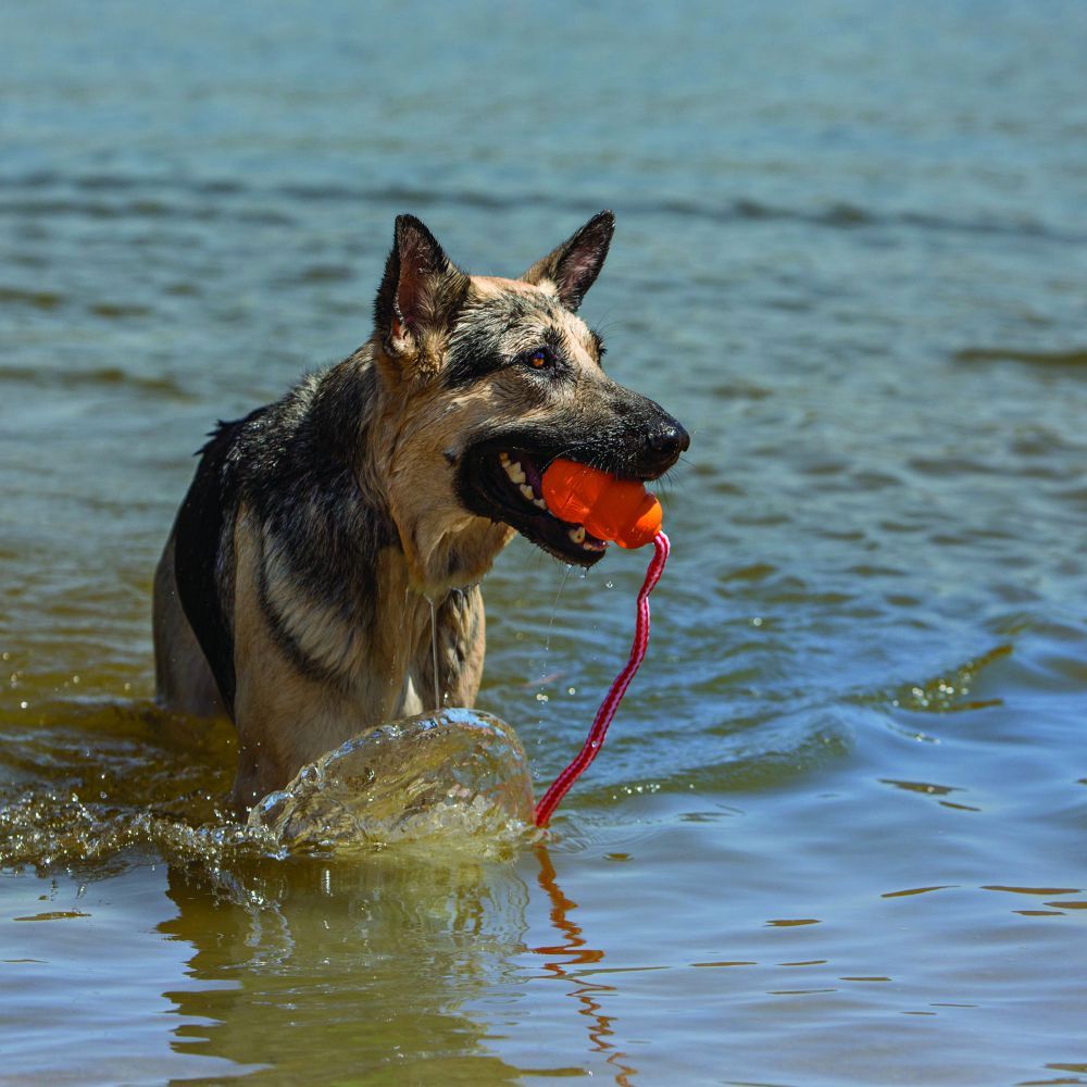 KONG Aqua - Large | On Sale | EntirelyPets