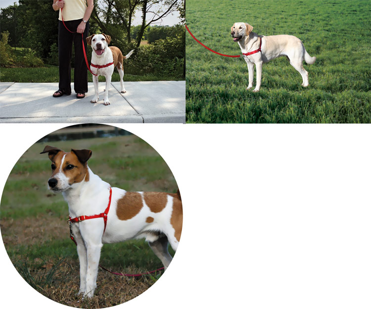 Easy Walk Harness | Dog Harness