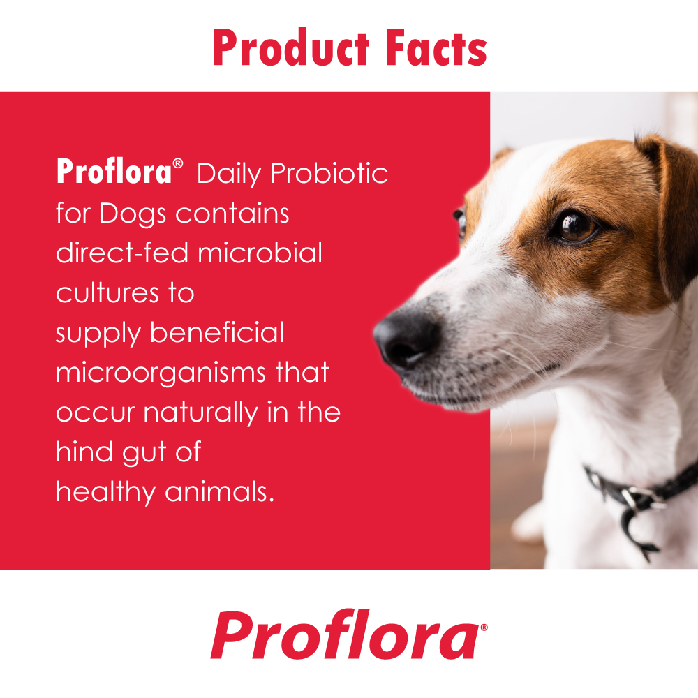 6-PACK Proflora Probiotic Soft Chews (360 Count) | On Sale | EntirelyPets