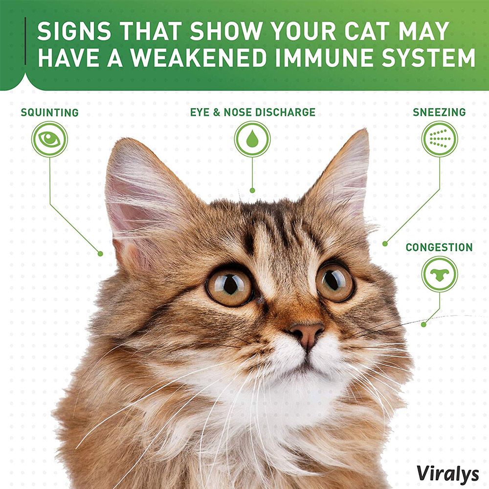 Buy Vetoquinol Viralys Powder for Cats L-Lysine (Available Now)