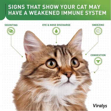 Viralys (L-Lysine) - Oral Gel For Cats - EntirelyPets