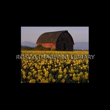 Gobo Lights Project Patterns Stage Theater Film - BarnDoor Lighting