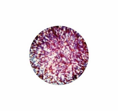 Rosco Red Blue Lavender Stippled Colorizer Glass Gobo 55006 B Size ...