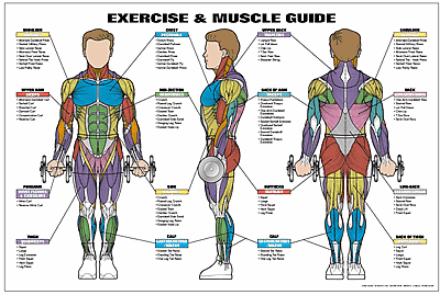 Exercise & Muscle Guide - Male