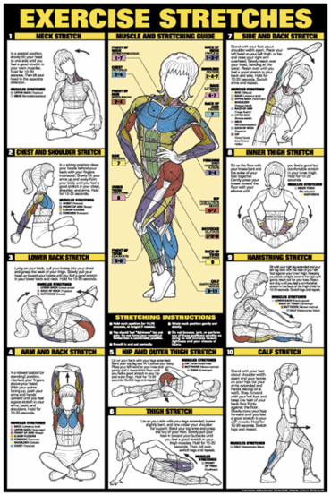 Exercise Stretches Poster - Laminated
