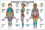 Exericse & Muscle Guide - Female