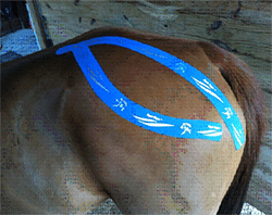 Equi-Tape for Horses. | All Veterinary Supply