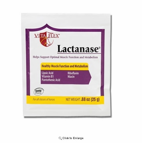 Lactanase Packet for Horses. | All Veterinary Supply