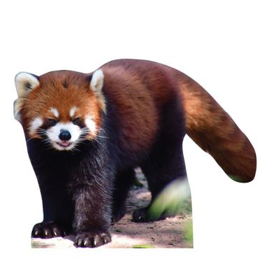 Red Panda Cardboard Cutout