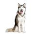 Siberian Husky Cardboard Cutout