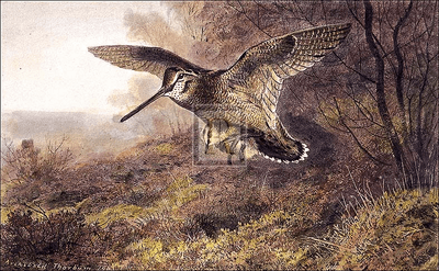 Archibald Thorburn Artist Hand Colored Copper Plate Printed Atelier ...