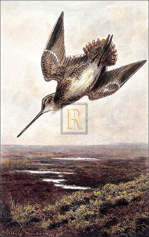 Archibald Thorburn Artist Hand Colored Copper Plate Printed Atelier ...