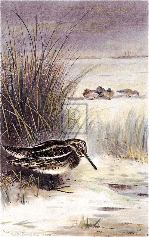 Archibald Thorburn Artist Hand Colored Copper Plate Printed Atelier ...