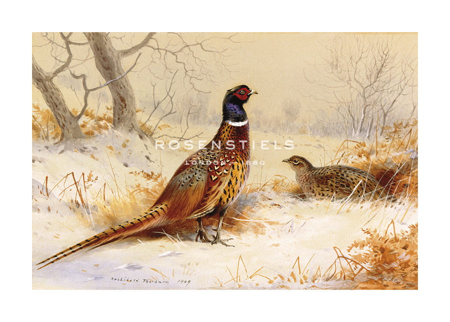 Archibald Thorburn Hand Numbered Limited Edition Print on Paper :"Cock ...
