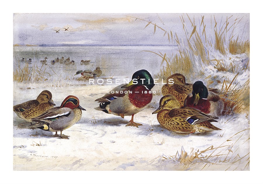 Archibald Thorburn Hand Numbered Limited Edition Print on Paper :"Ducks ...