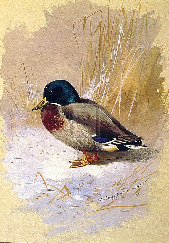 Archibald Thorburn Hand Numbered Limited Edition Print on Paper ...