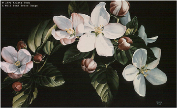 Arleta Pech Limited Edition Print:"Apple Blossom Time" - Arleta Pech