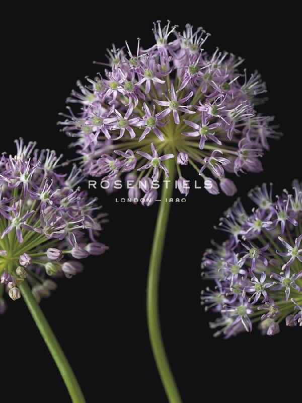 Assaf Frank 30 x 40 in. Open Giclee Canvas:"Airy Alliums" - Assaf Frank