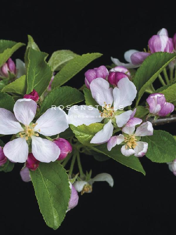 Assaf Frank 30 x 40 in. Open Giclee Canvas:"Apple Blossom Time" - Assaf ...