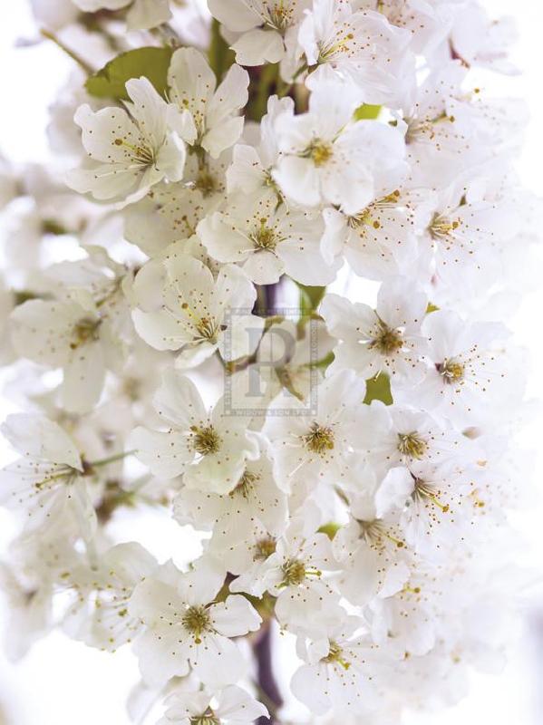 Assaf Frank 30 x 40 in. Open Giclee Canvas:"Blossom Bundle" - Assaf Frank
