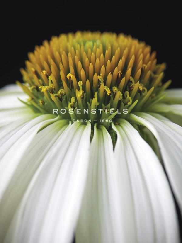 Assaf Frank 30 x 40 in. Open Giclee Canvas:"Citrus Coneflower" - Assaf ...